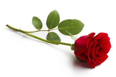 Funeral notices from across Lismore | Page 1 | My Tributes