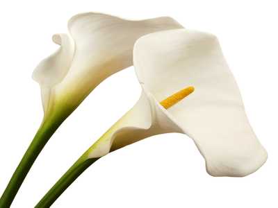 TELEGA, Beverly (Blackshaw) | Death Notices | Tasmania | My Tributes