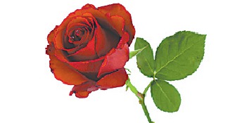 COOK, Vera Elsie | Tributes | Tasmania | The Courier Mail