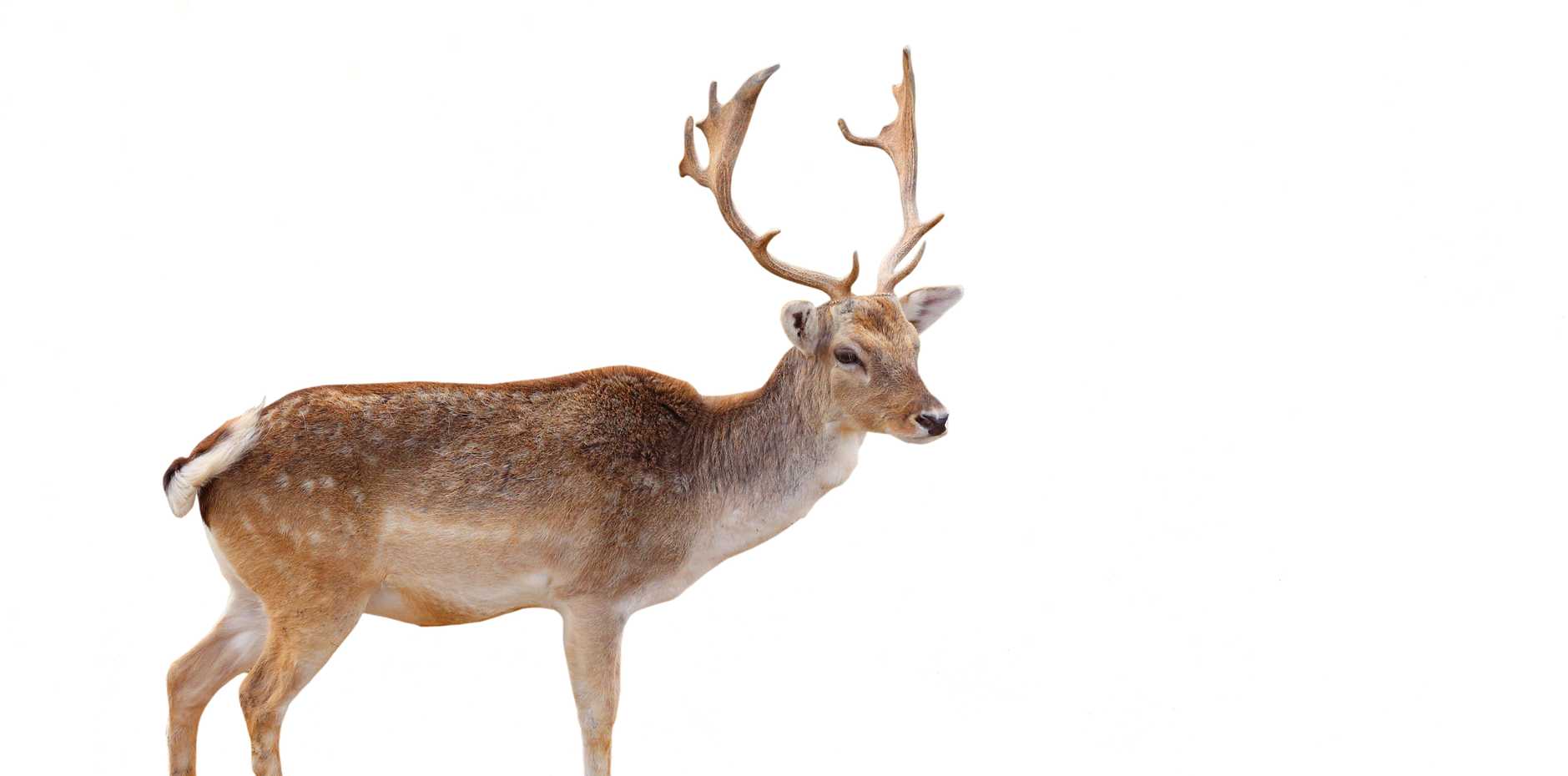 Peter Edward BIRCHALL | Tributes | Tasmania | My Tributes