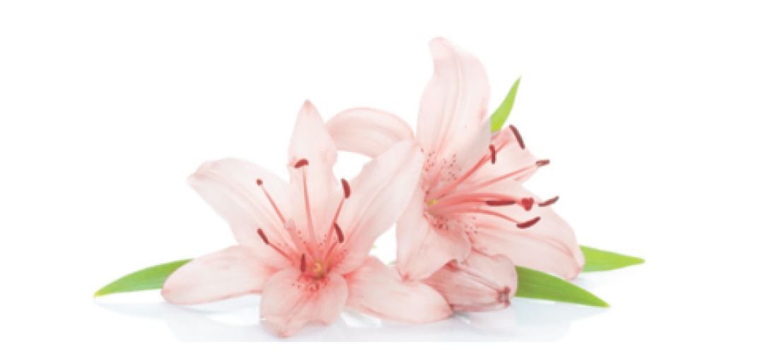 RUSSELL, Deborah Kaye | Tributes | Adelaide | My Tributes