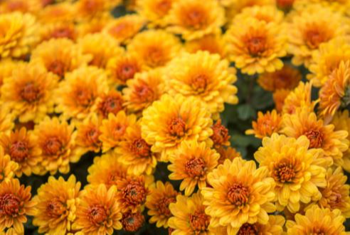 POLLEY, Robert Joseph | Death Notices | Tasmania | My Tributes