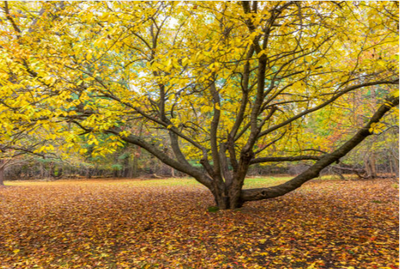 BRITCLIFFE, Phillip | Death Notices | Tasmania | My Tributes