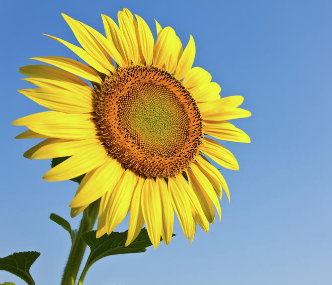 KARGANS, Jacqualine Kay (nee Stonham) | Death Notices | Adelaide | My ...