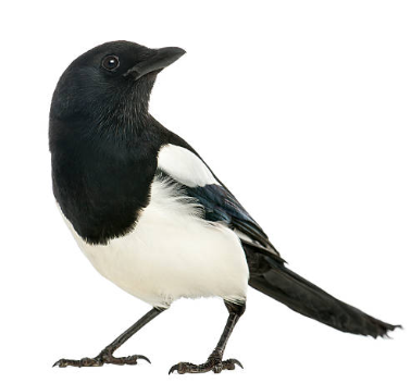 BACZYNSKI-HOPKINSON, Courtney | Death Notices | Adelaide | My Tributes