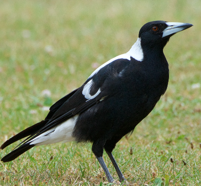 BACZYNSKI-HOPKINSON, Courtney | Death Notices | Adelaide | My Tributes