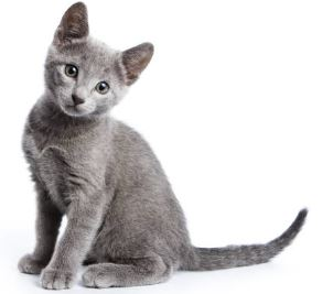 MOTEN, Amy Louise | Death Notices | Adelaide | My Tributes