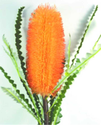 COX, Graham Keith | Tributes | Adelaide | My Tributes