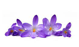 SCOTT (HILL), Melva Jean | Death Notices | Melbourne | My Tributes