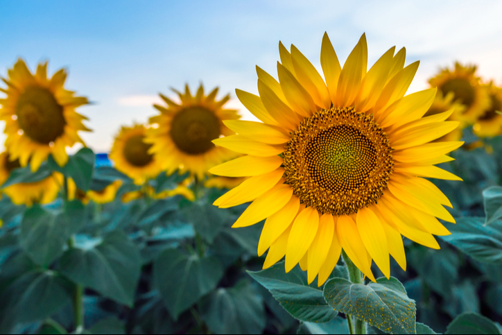 PERRY, Kym Ellen | Death Notices | Adelaide | The Advertiser