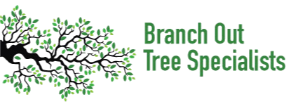 BRANCH OUT TREE SPECIALISTS | Tree Services | Sydney | Buy Search Sell