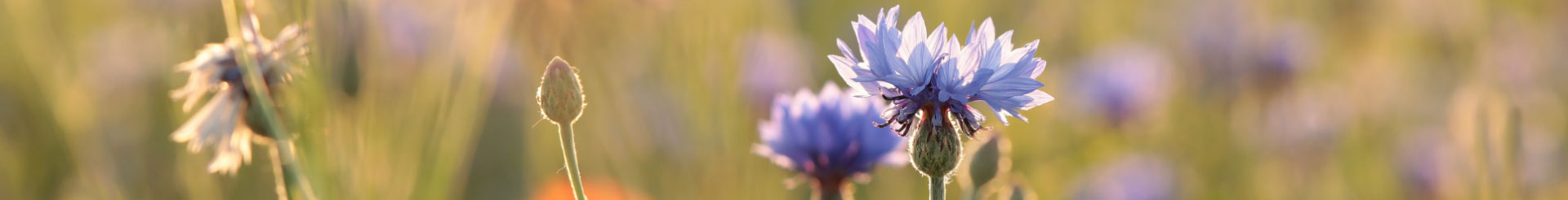 BIDDICK, Kenneth Edward | Death Notices | Melbourne | My Tributes