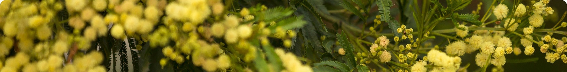 COLLESS, Jason Mitchell | Memorial Services | Brisbane | My Tributes