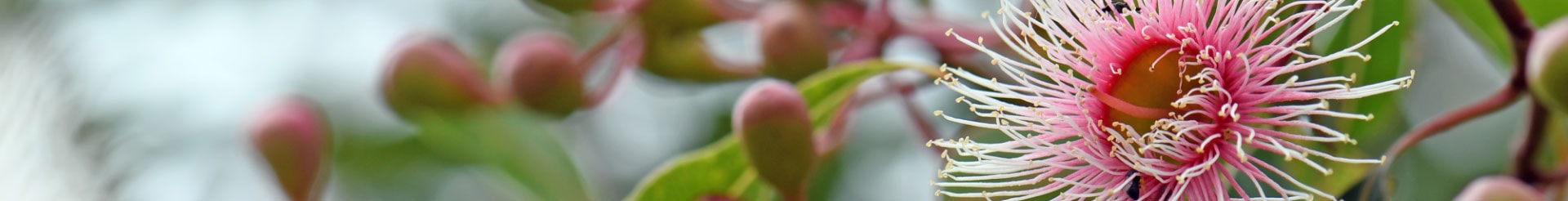 COLLINS (NEE SHERWIN), Dorothy "Dot" | Funeral Notices | Townsville ...