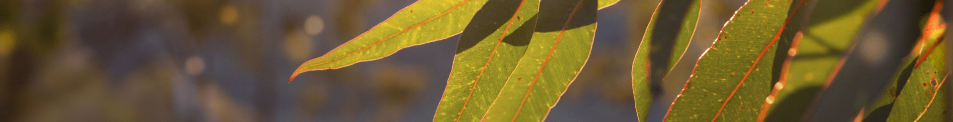 KONIDARIS, Fantina | Memorial Services | Melbourne | Herald Sun