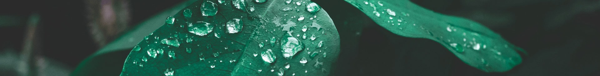 MILANOVIC, Gospova | Death Notices | Adelaide | The Advertiser